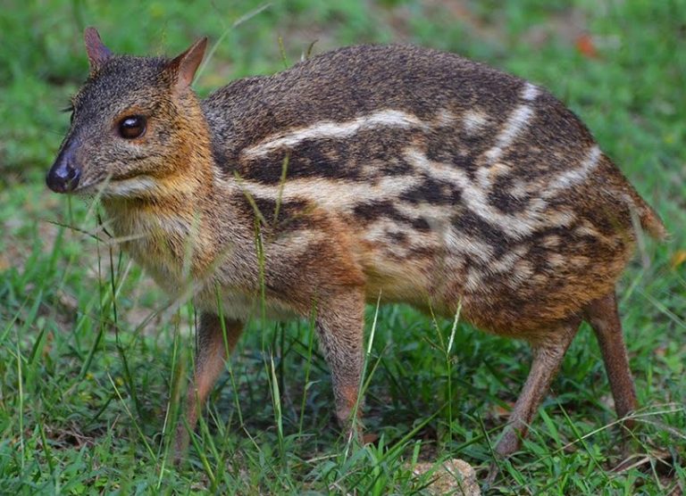 Amrabad Tiger Reserve